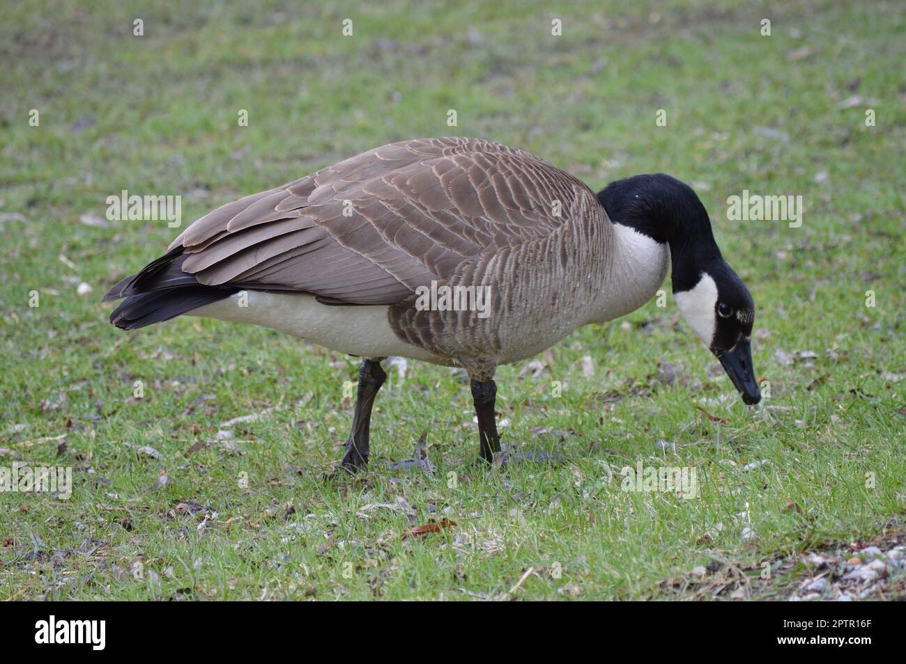 One goose hi-res stock photography and images - Alamy