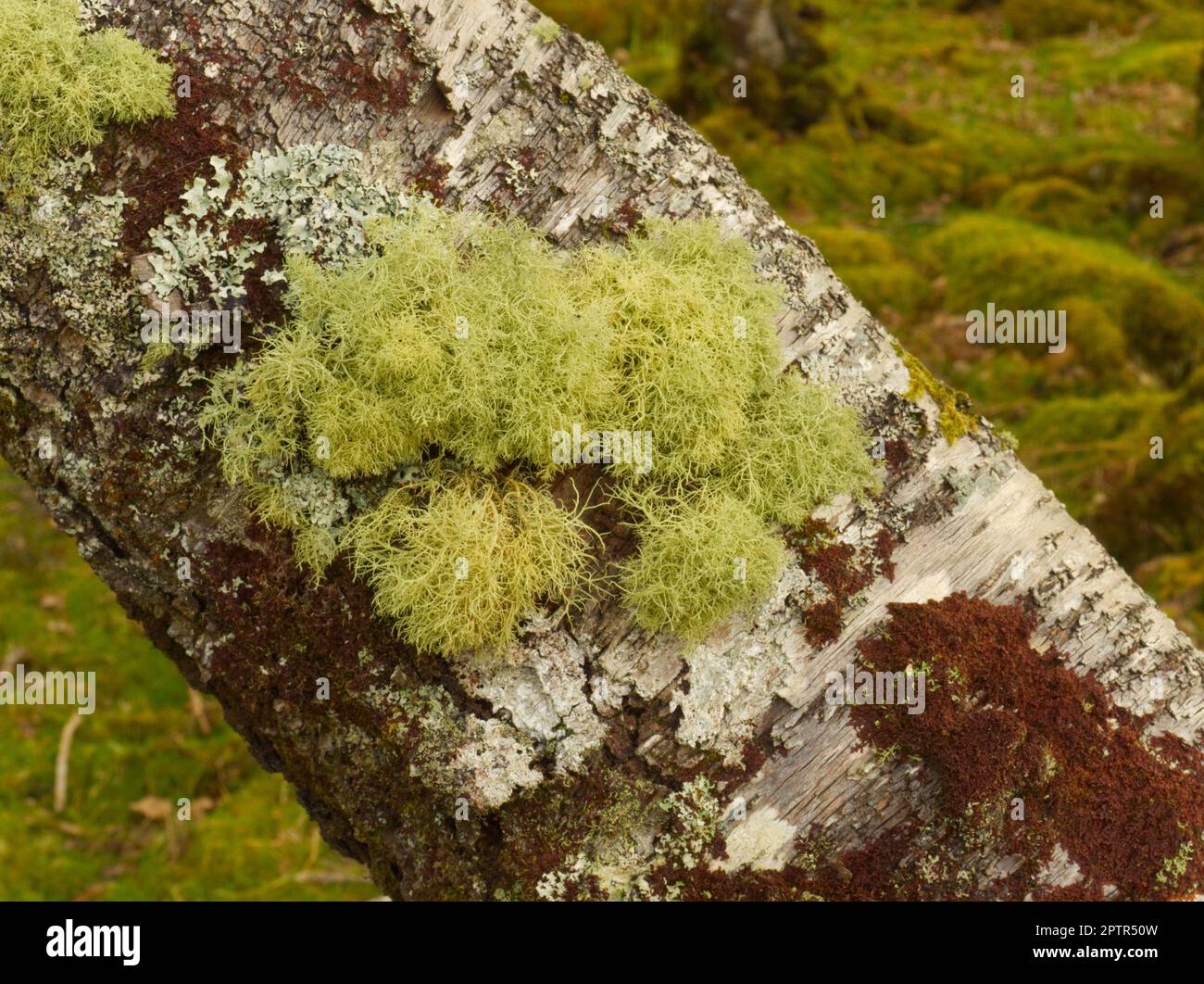 Mull ancient tree hi-res stock photography and images - Alamy