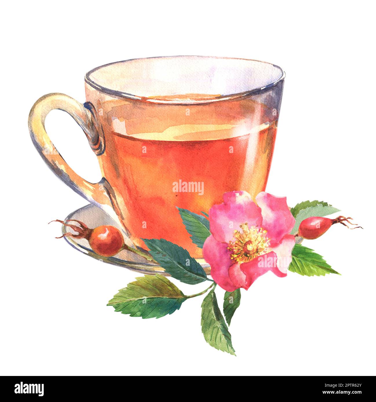 Herbal tea with fresh red rose flowers of wild dog rose. Watercolor ...