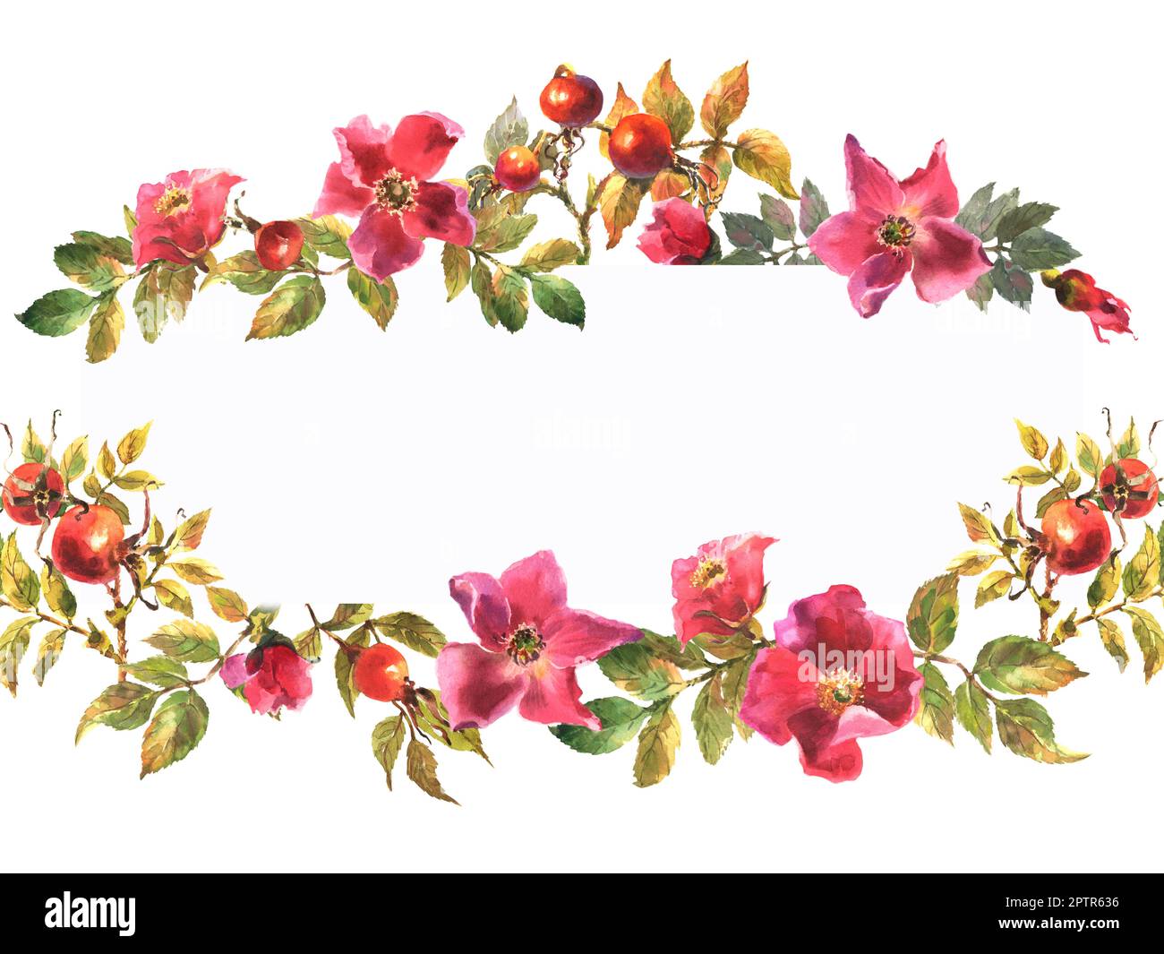 Watercolor hand painted dog rose floral banner isolated on white ...
