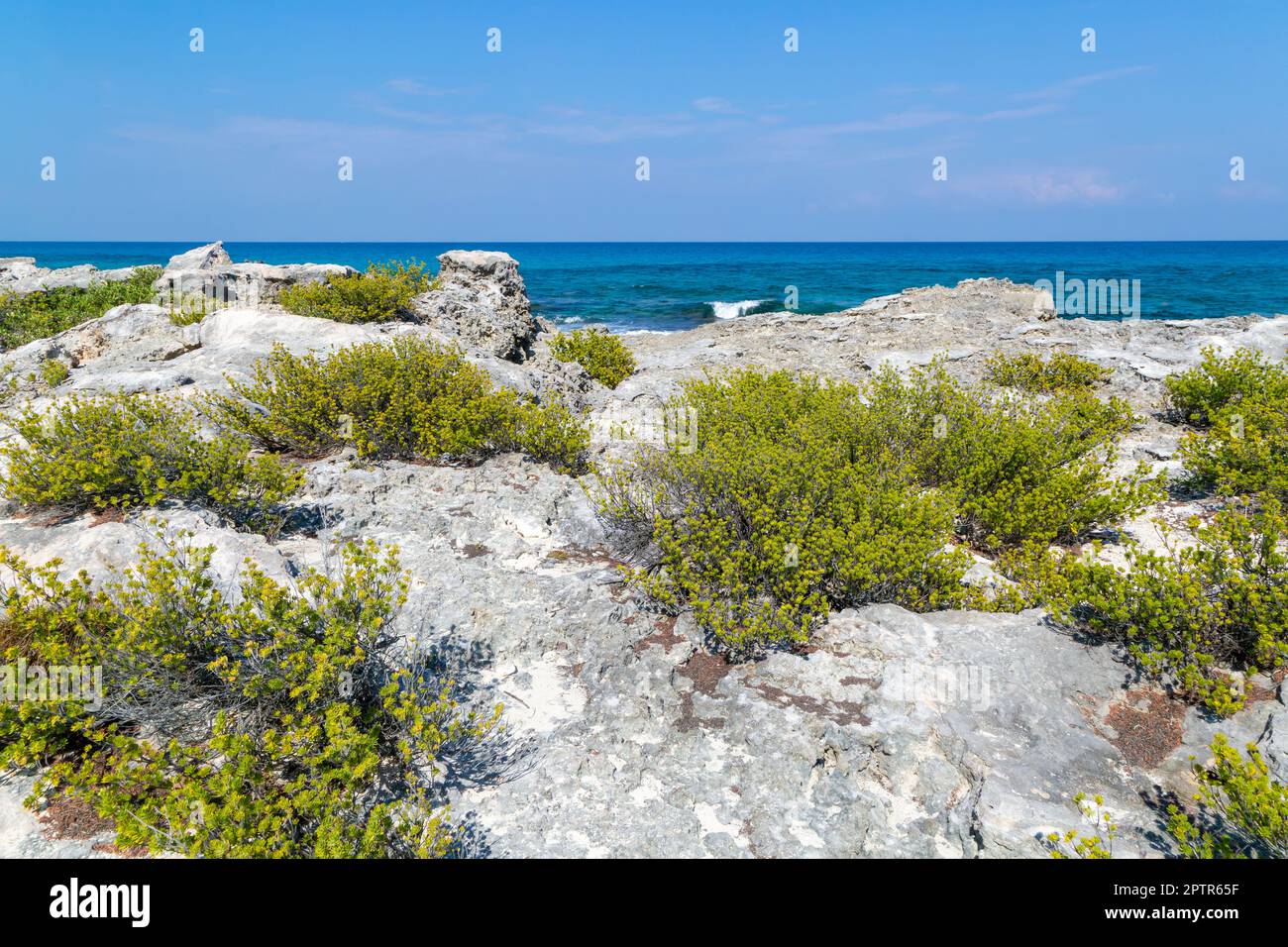 Fragrant plants growing on rocky shoreline, Isla Mujeres, Caribbean ...