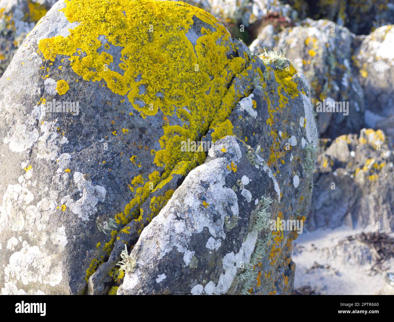 Fungus growing on rocks hi-res stock photography and images - Alamy