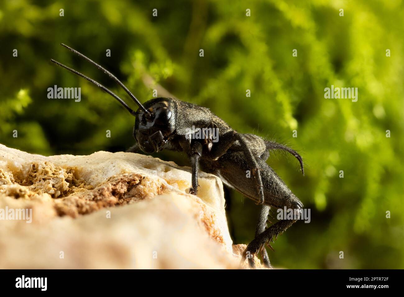 Gryllus bimaculatus is a species of cricket in the subfamily Gryllinae ...