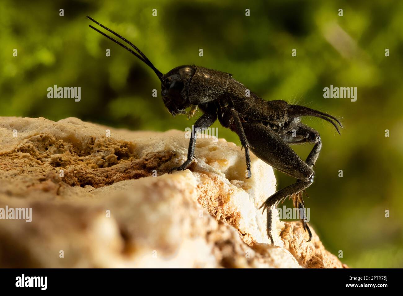 Gryllus bimaculatus hi-res stock photography and images - Alamy