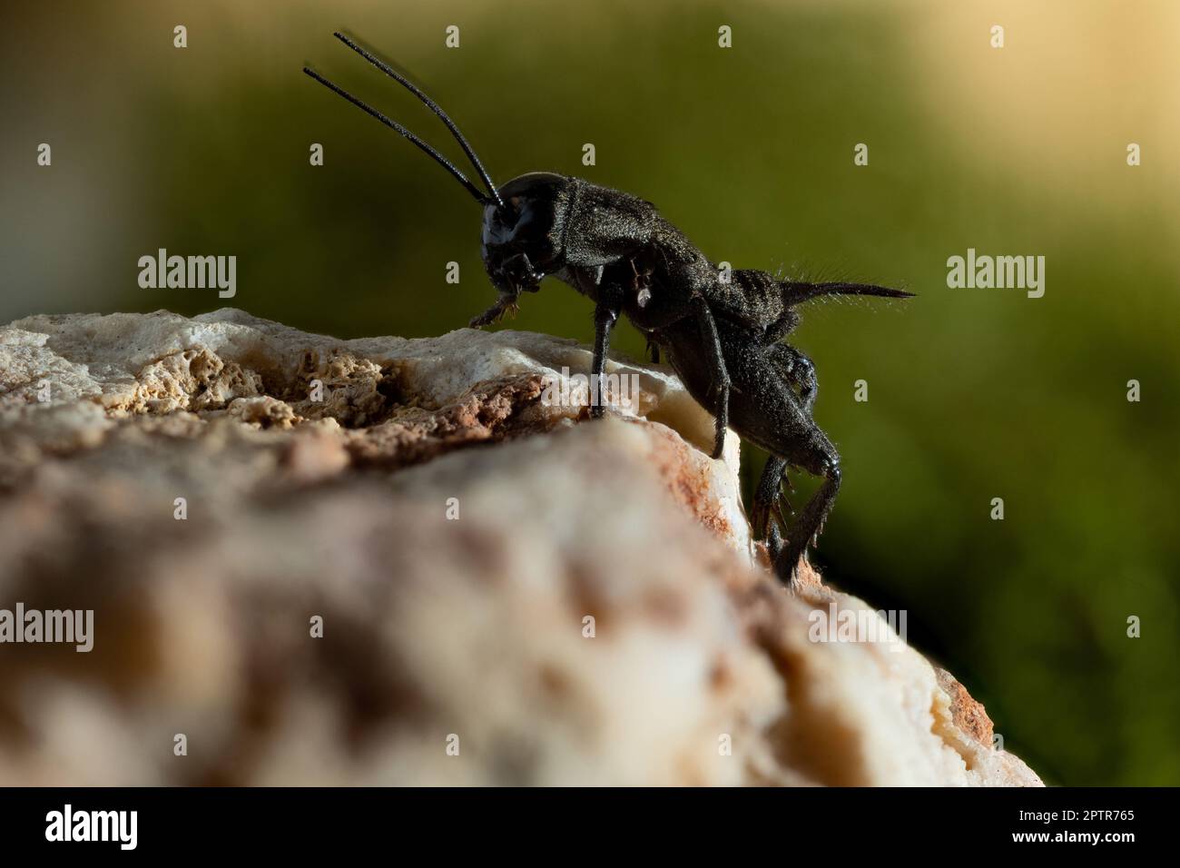 Gryllus bimaculatus is a species of cricket in the subfamily Gryllinae ...