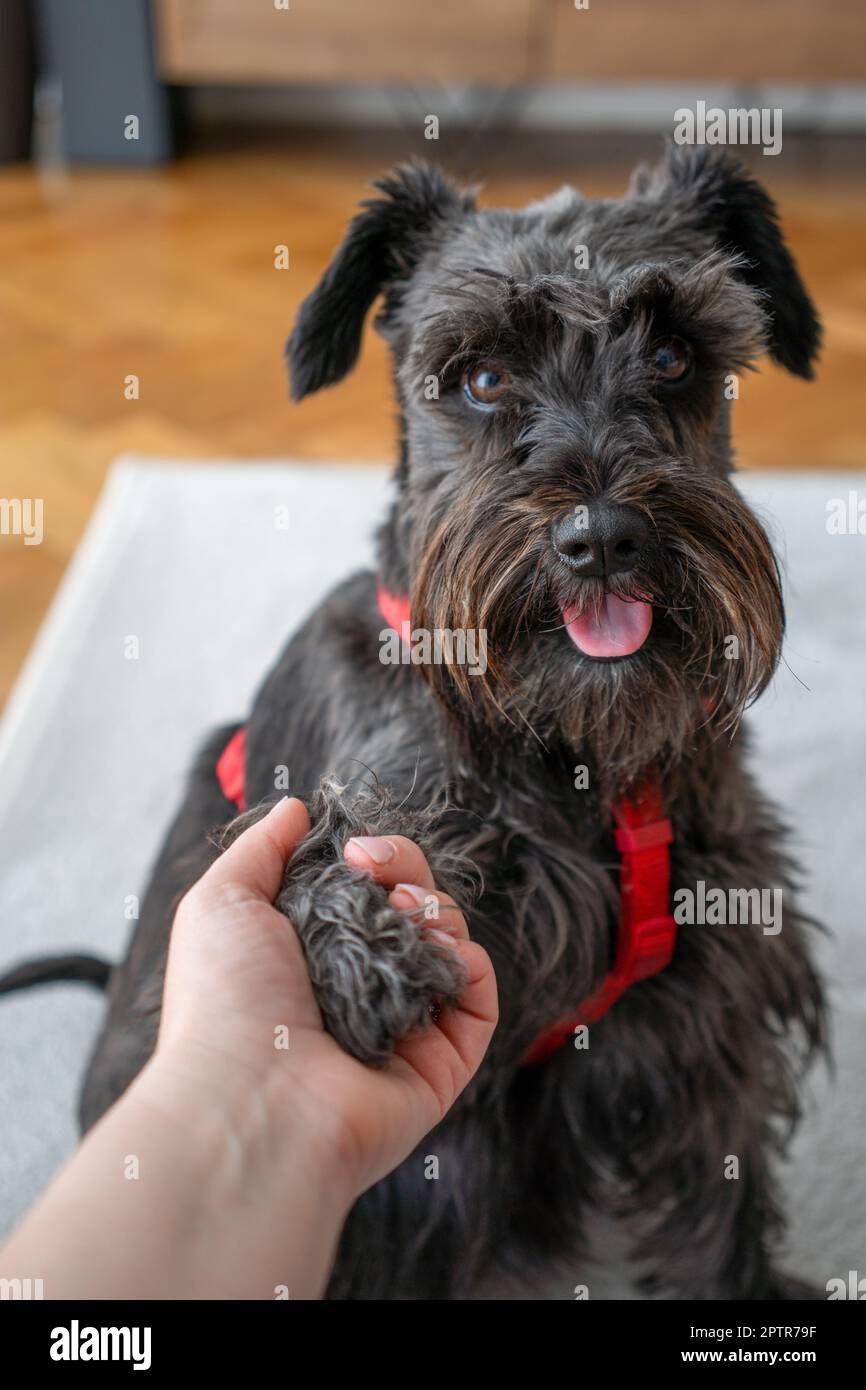 Cute little dog lift front leg to hand at home, friendly moment ...