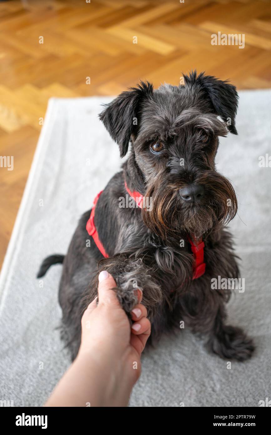 Cute little dog lift front leg to hand at home, friendly moment ...