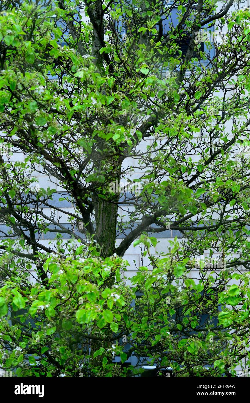 Green leaves on trees hi-res stock photography and images - Alamy