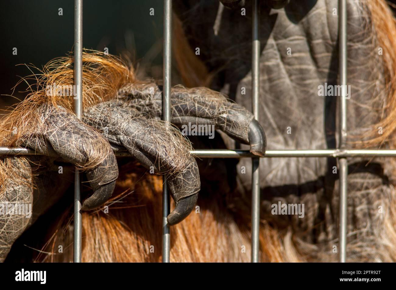 The two hands of an orangutan clasp the bars of a cage as a symbol of ...