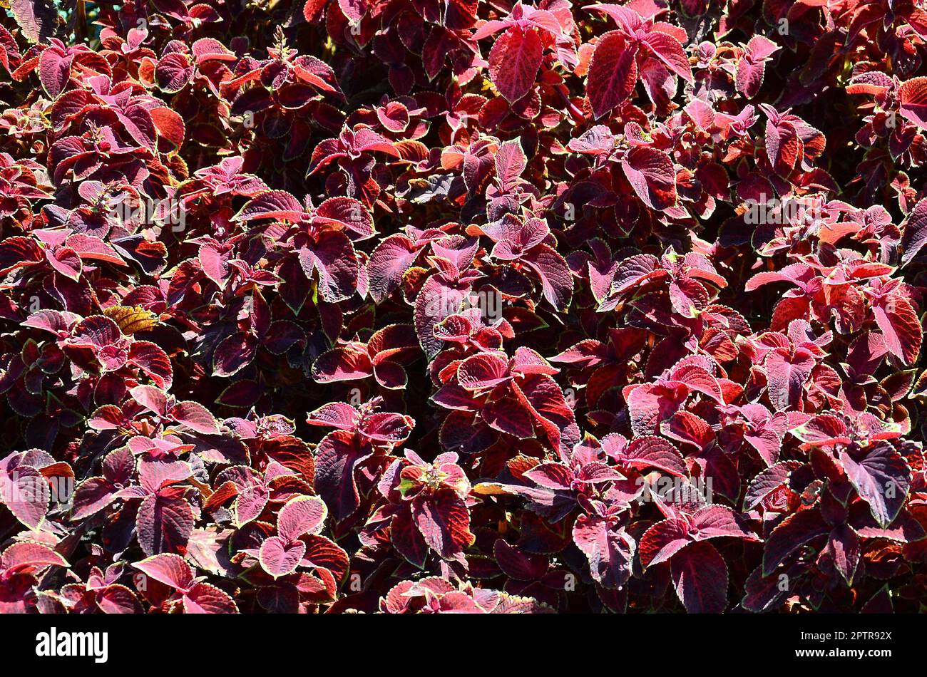 Painted nettle, decorative variegated leaves background. Red, yellow ...