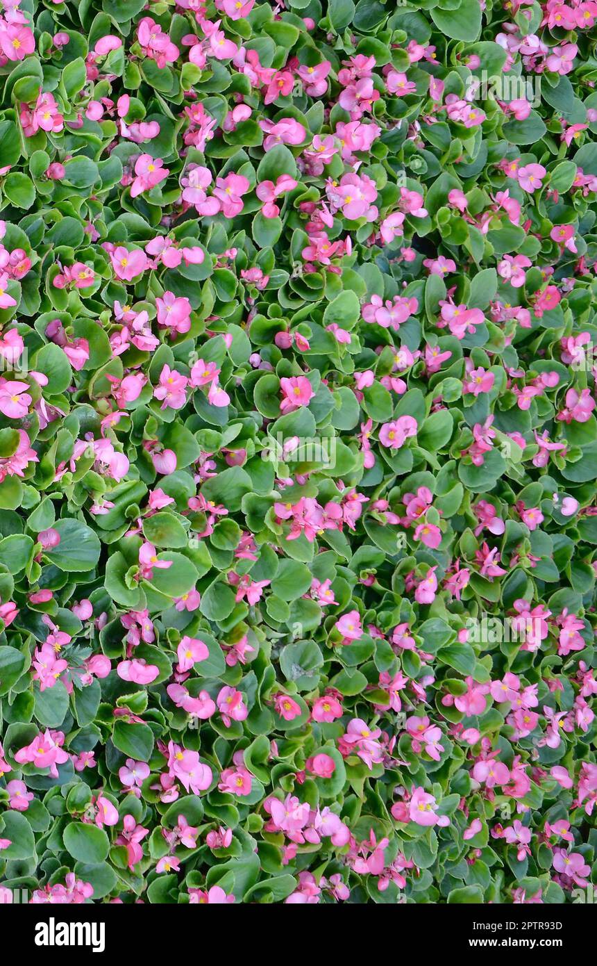 Cover photo of pink begonia flowers. Floral pattern. Flower background ...