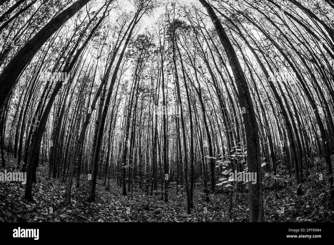 Autumn forest. Background from young trees. Fisheye lens. Black and ...
