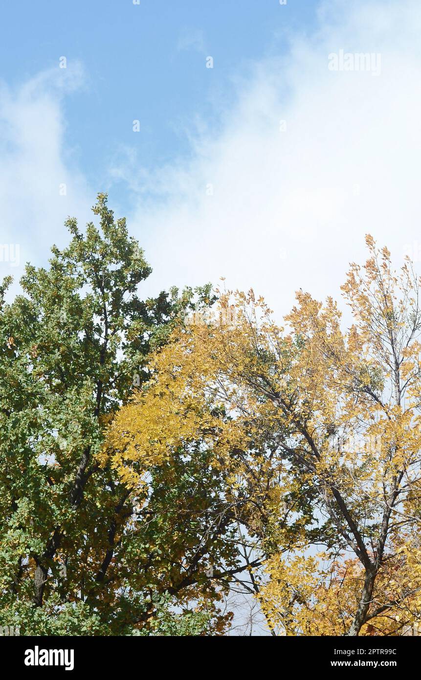 Fragment of trees whose leaves change color in the autumn season Stock ...