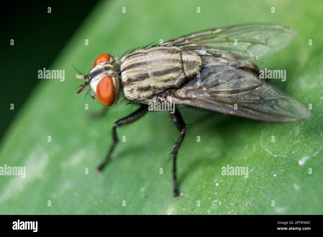 Blow fly on the leaves can be found in communities that have sewage Stock Photo - Alamy