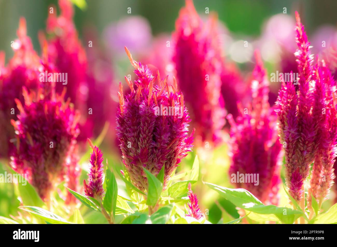 Plumose leaf hi-res stock photography and images - Alamy