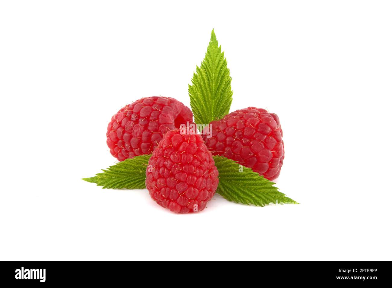 Red ripe raspberry berries with green leaves. Side view, isolated on ...