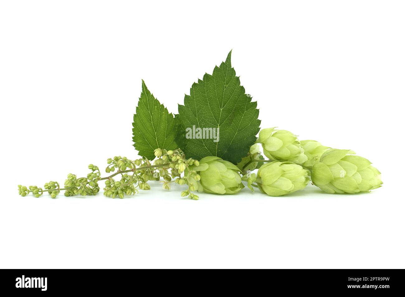 Hop cones and hop flowers on fresh green branch with leaf isolated on a ...