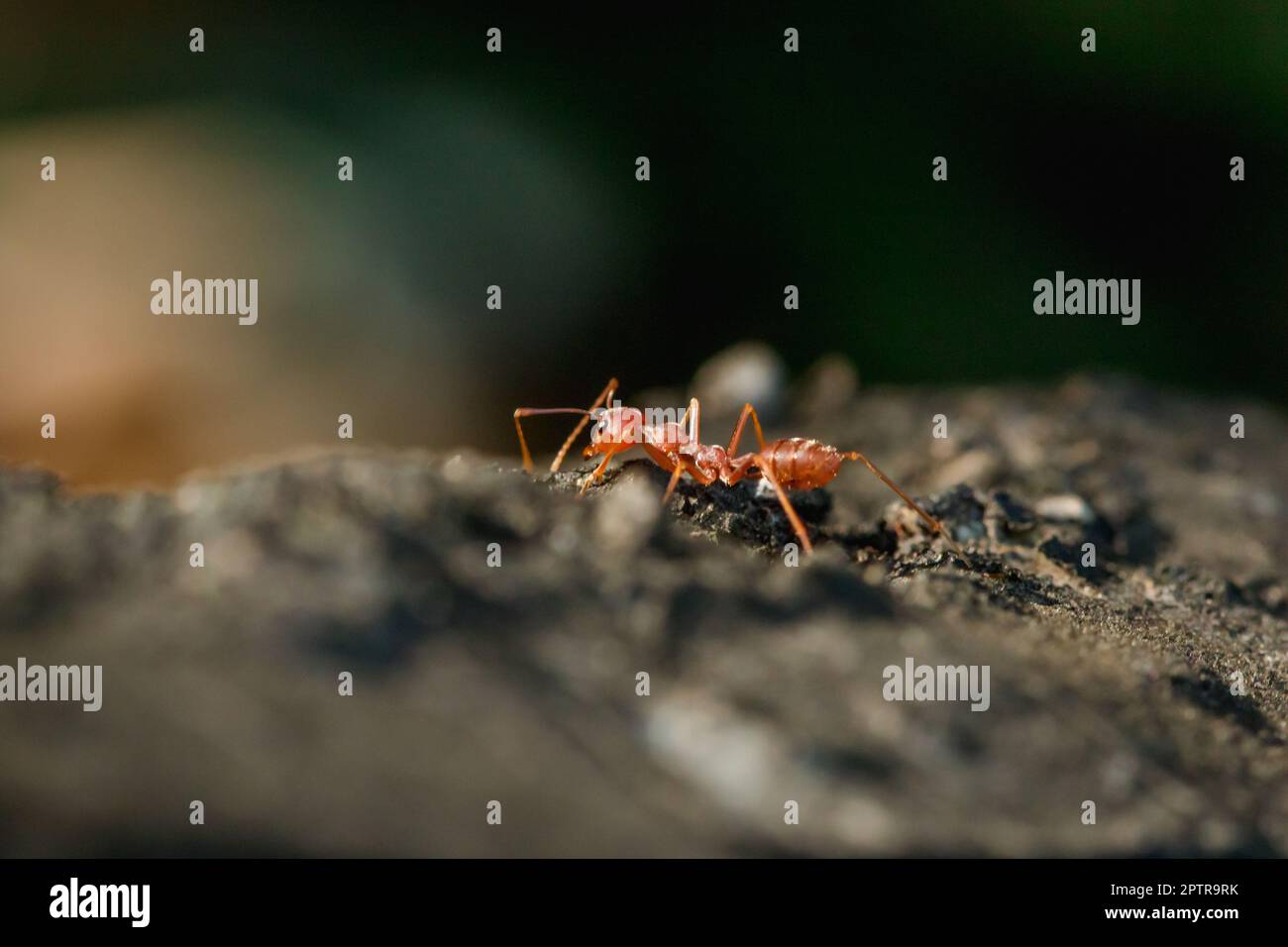 Red ant on the tree, body, mustache and legs are orange Stock Photo - Alamy