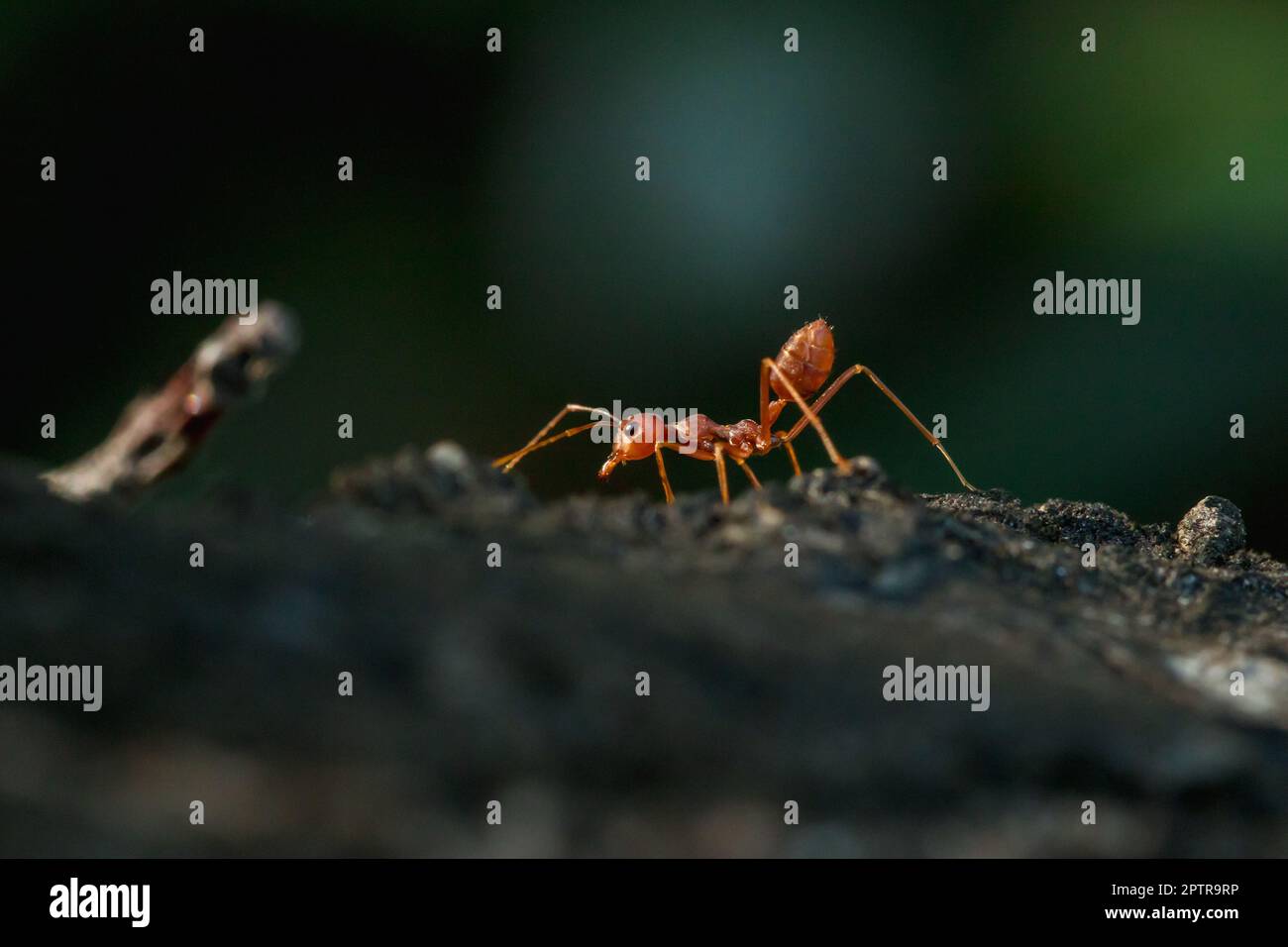 Red ant on the tree, body, mustache and legs are orange Stock Photo - Alamy