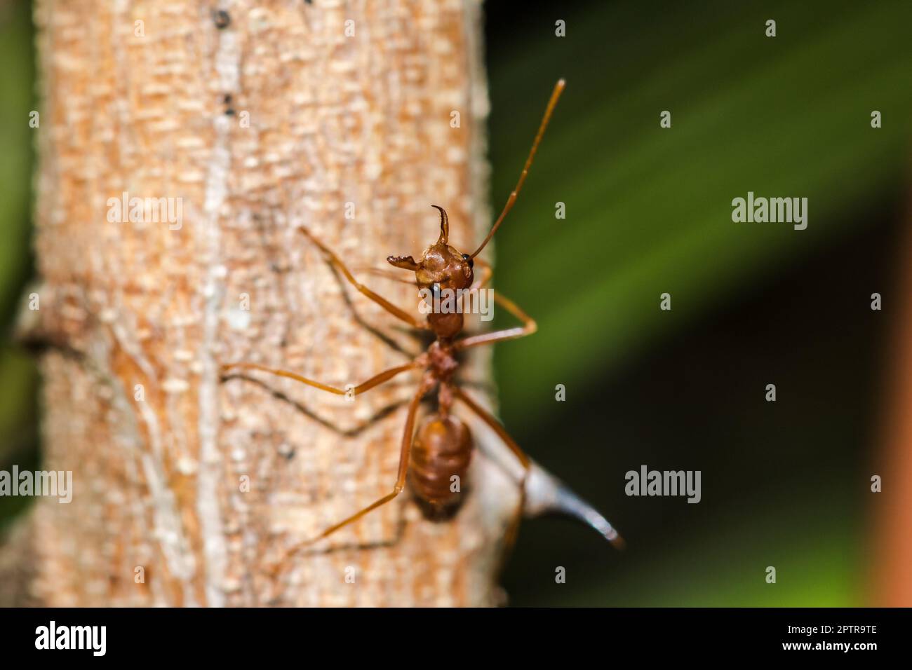 Red ant on the tree, body, mustache and legs are orange Stock Photo - Alamy