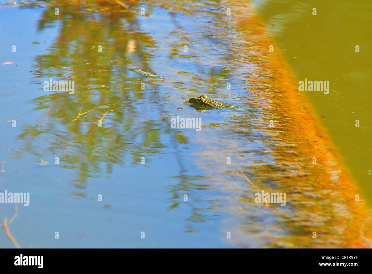 A green edible frog, also known as the Common Water Frog. Frog swimming ...