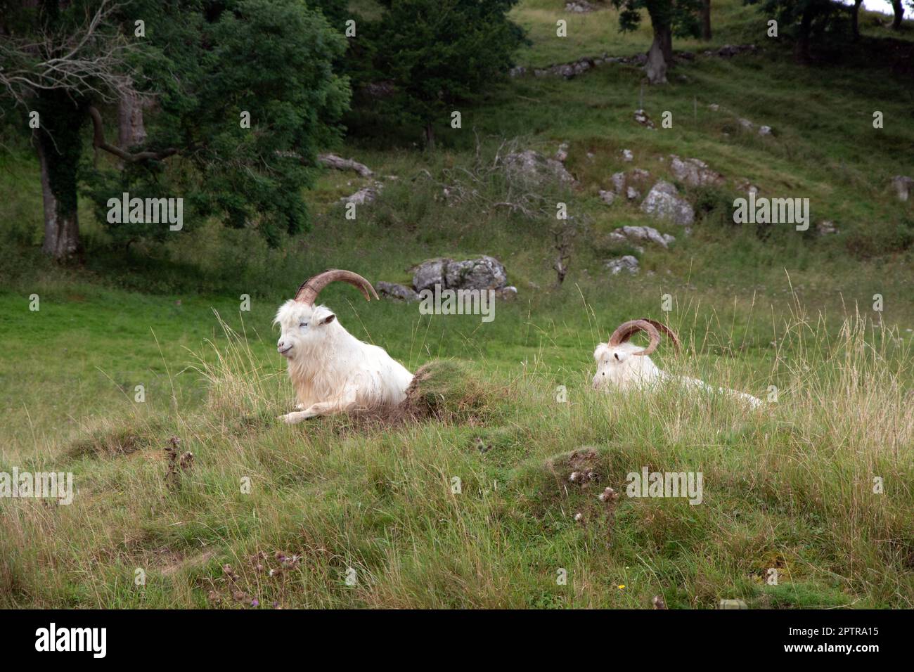 Welsh hill goats hi-res stock photography and images - Alamy