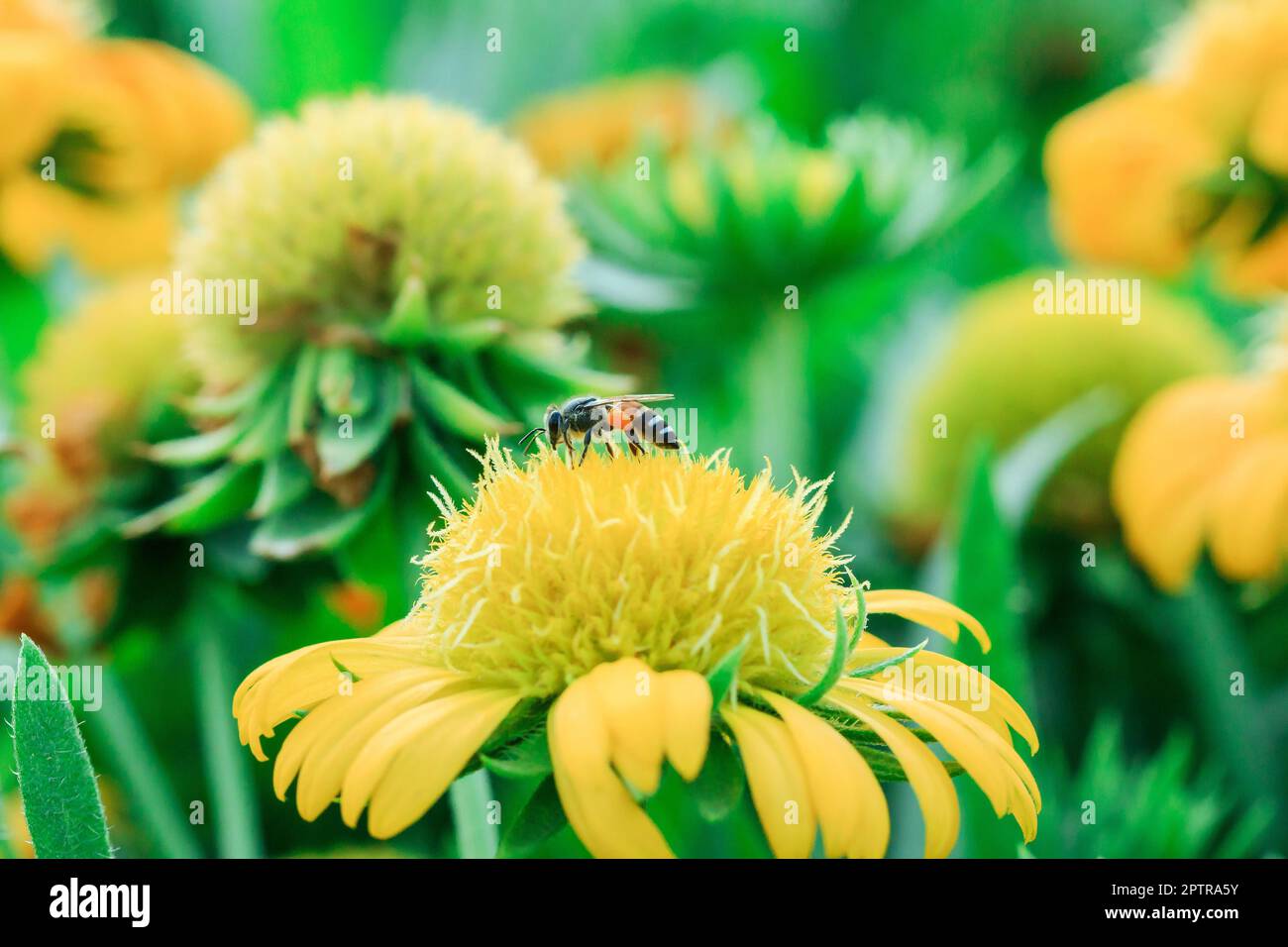 Bees on yellow flowers in nature are blooming Stock Photo - Alamy