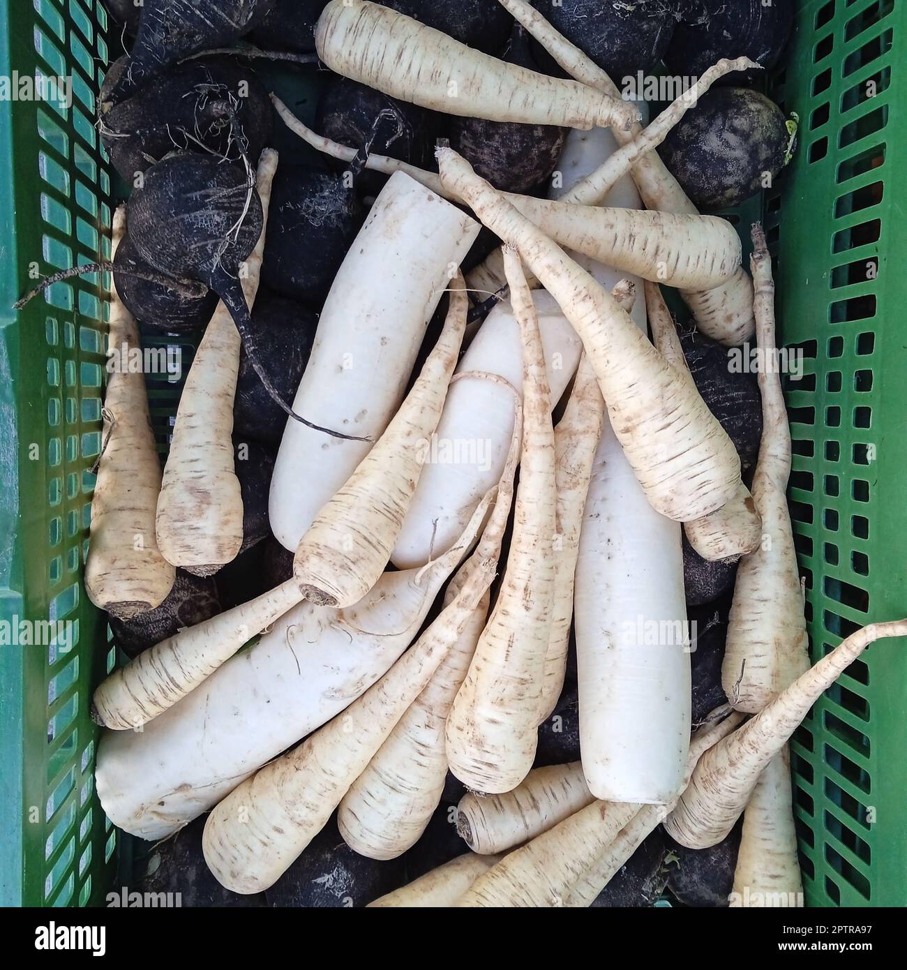 root vegetables, underground plant parts eaten by humans as food Stock ...