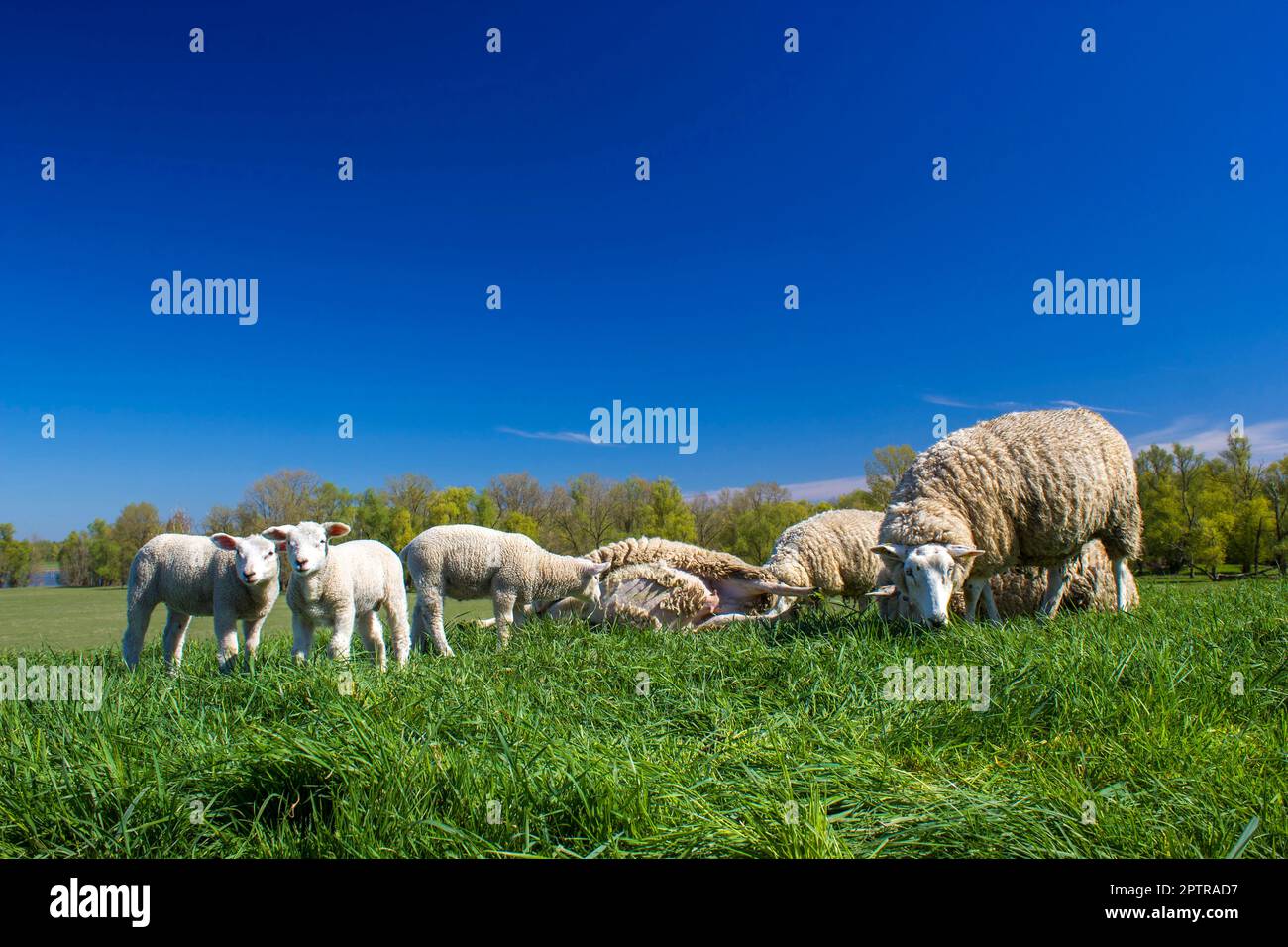 flock of sheep at the lower rhine area in Germany Stock Photo - Alamy