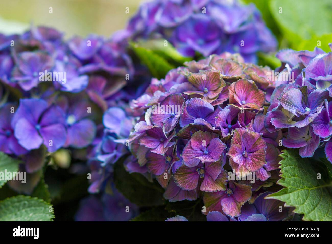 Macro image, blue hydrangea flower background Stock Photo - Alamy