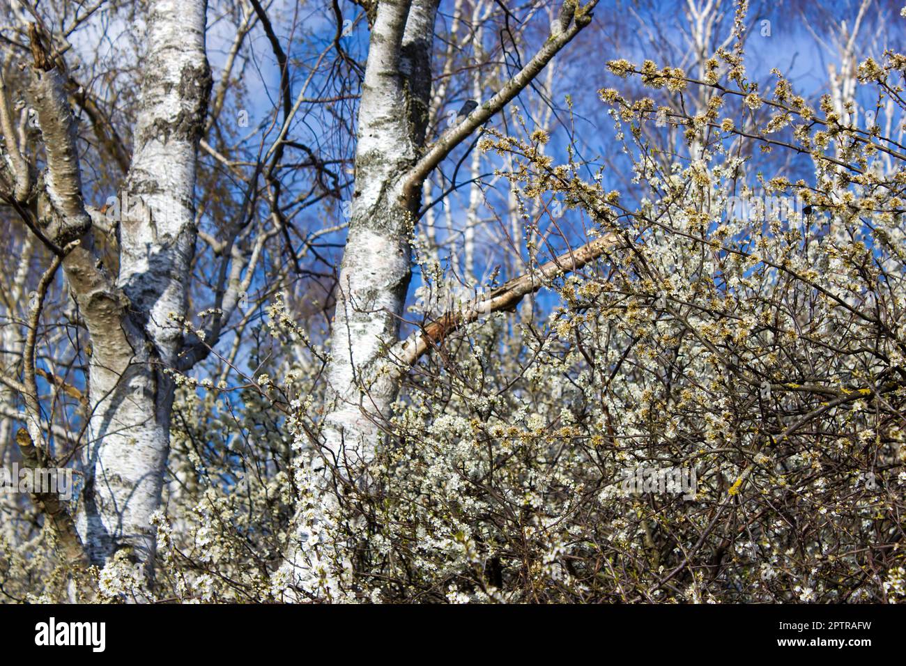 The birch trees, trees in front of spring sky and clouds Stock Photo ...