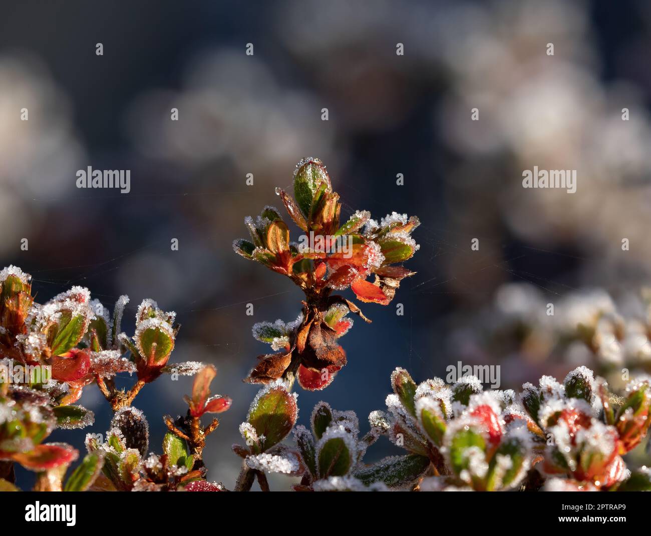 Azalea shrub in sunshine with heavy frost on red and gold foliage Stock ...