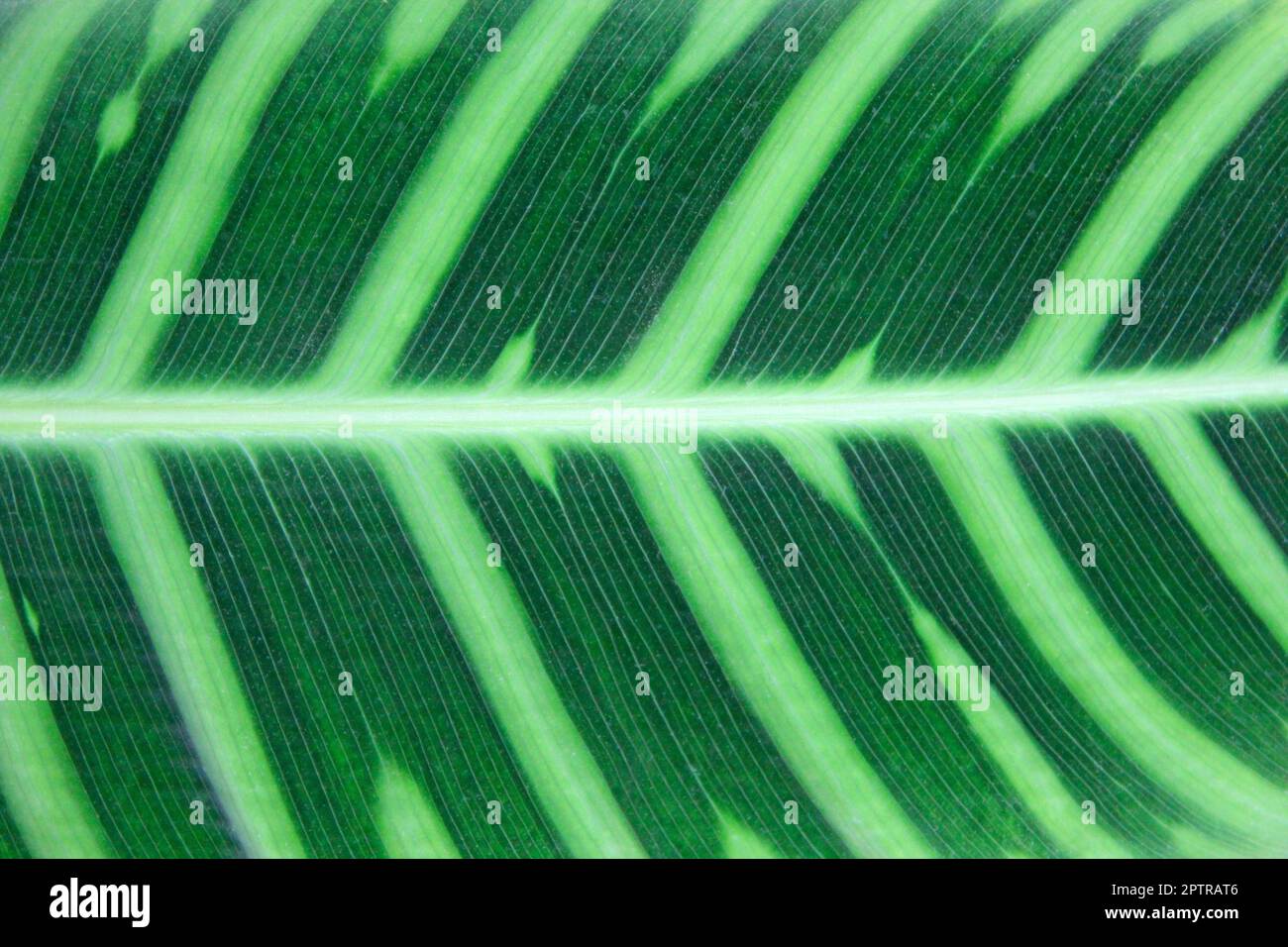 tropical leaf texture, large palm foliage nature dark green background ...