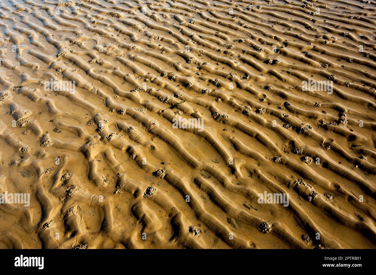 Wavy pattern in the surface of the silt, sand and mud in the Wadden Sea ...