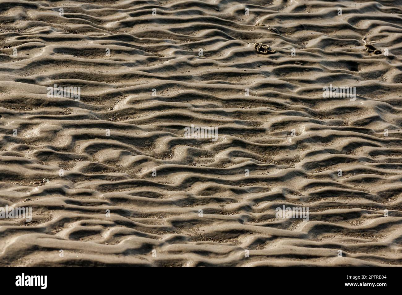 Wavy pattern in the surface of the silt, sand and mud in the Wadden Sea ...