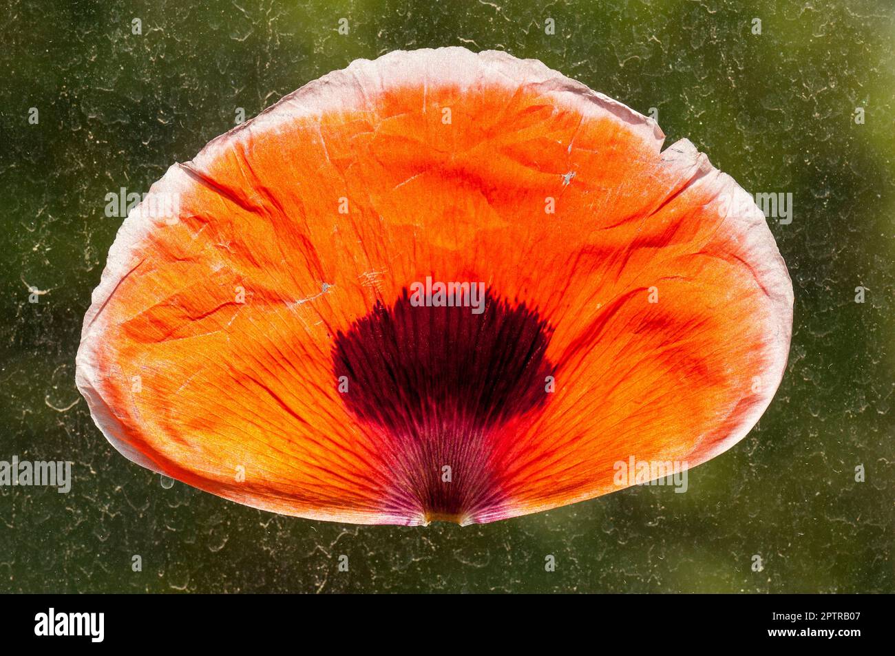close up of a crown petal of a corn poppy flower stuck to a dirty ...