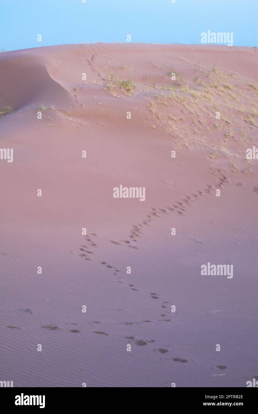 Foot tracks on the purple desert sands on a clear day at dusk Stock ...