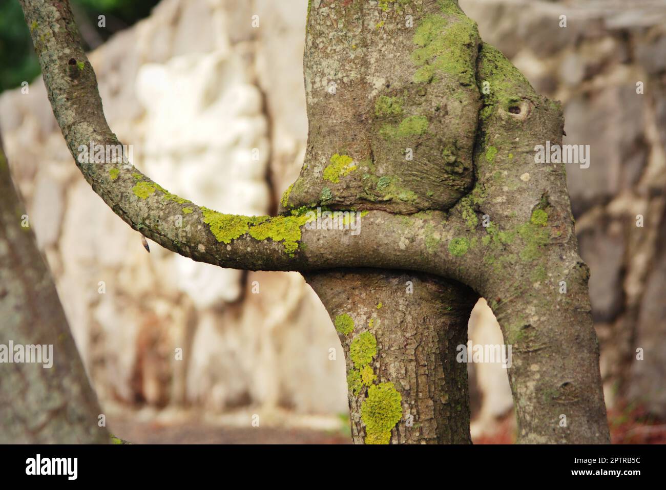 Two fused, conjoined tree branches growing together. Detail close up ...