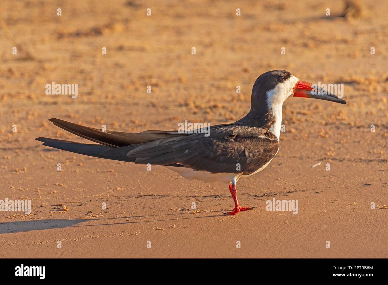 Black Skimmer on a River Sandbar in the Tropics in the Pantanal in ...