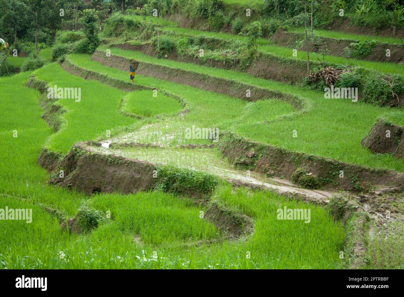 Terraced paddy fields in the Himalayas Stock Photo - Alamy