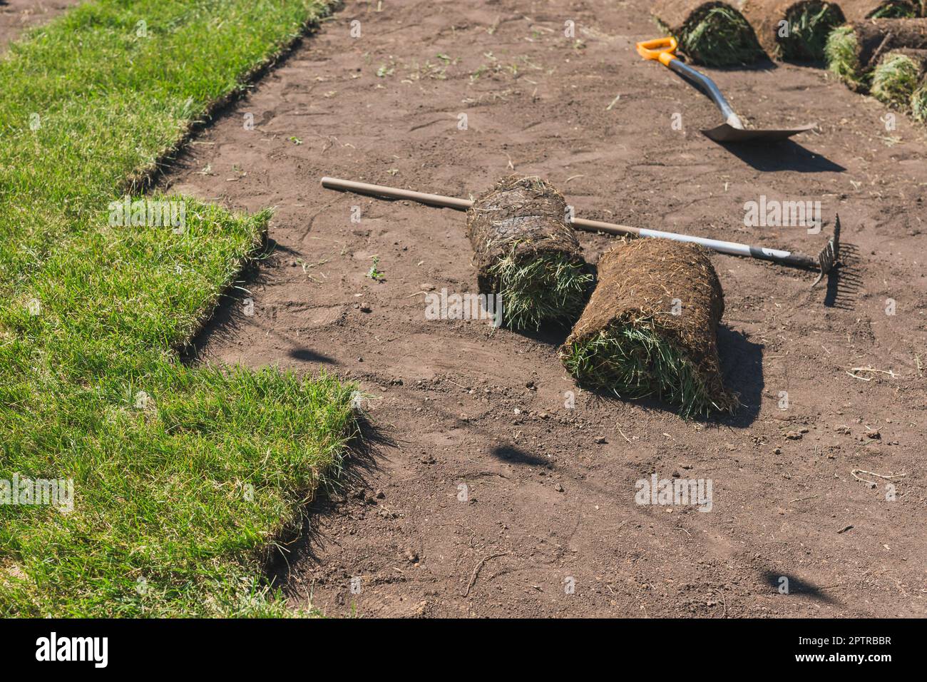 Laying sod for new garden lawn - turf laying Stock Photo - Alamy