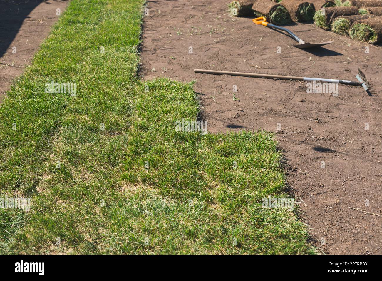Laying sod for new garden lawn - turf laying Stock Photo - Alamy