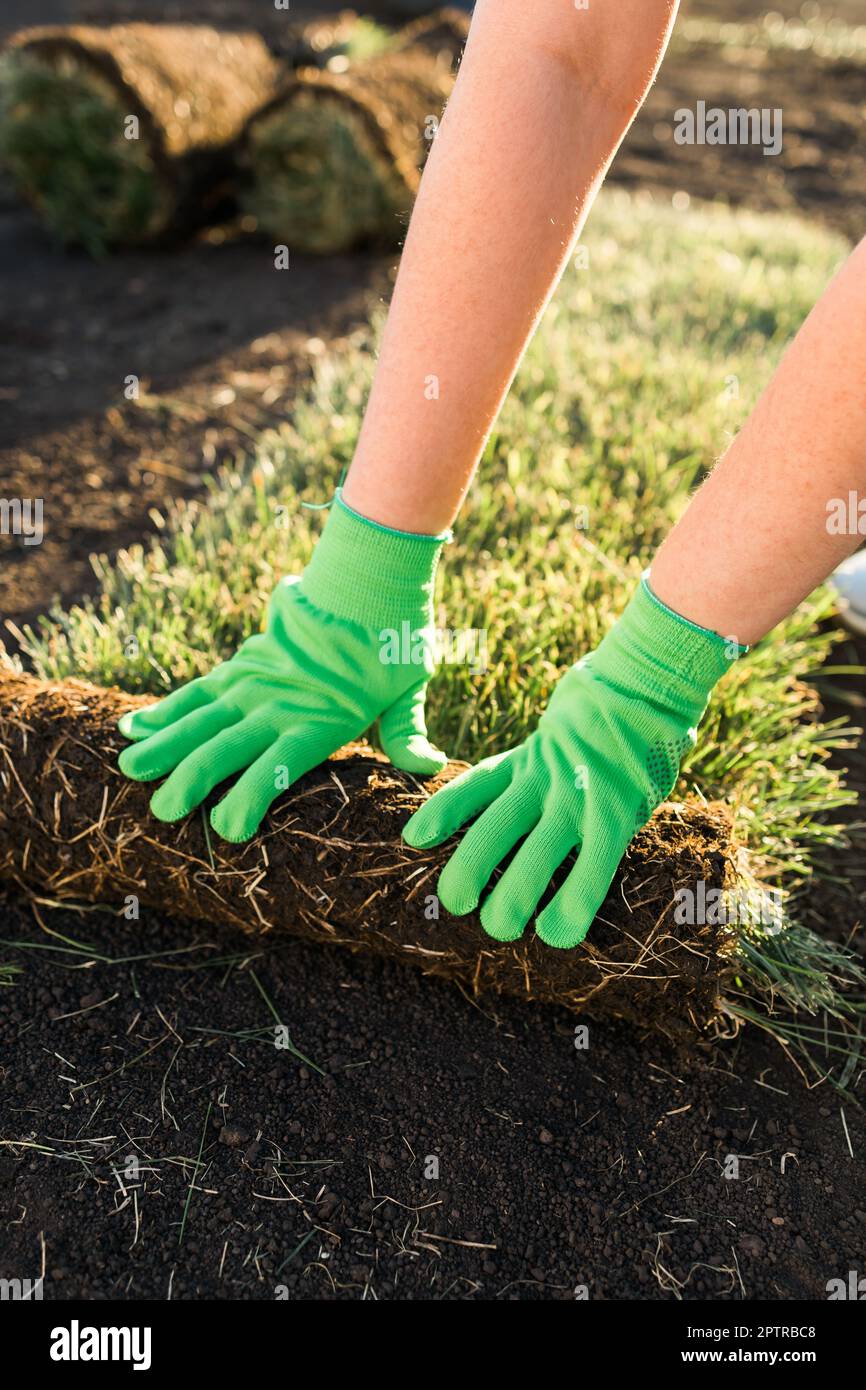Close up woman laying sod for new garden lawn - turf laying Stock Photo ...