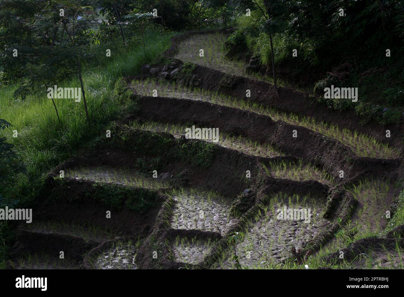 Terraced paddy fields in the Himalayas Stock Photo - Alamy