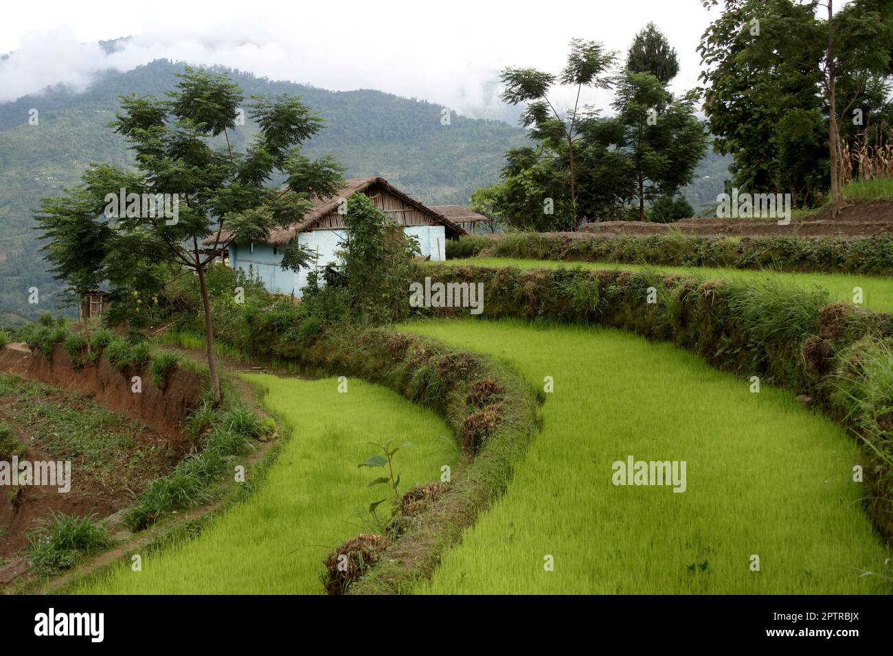 Terraced paddy fields in the Himalayas Stock Photo - Alamy