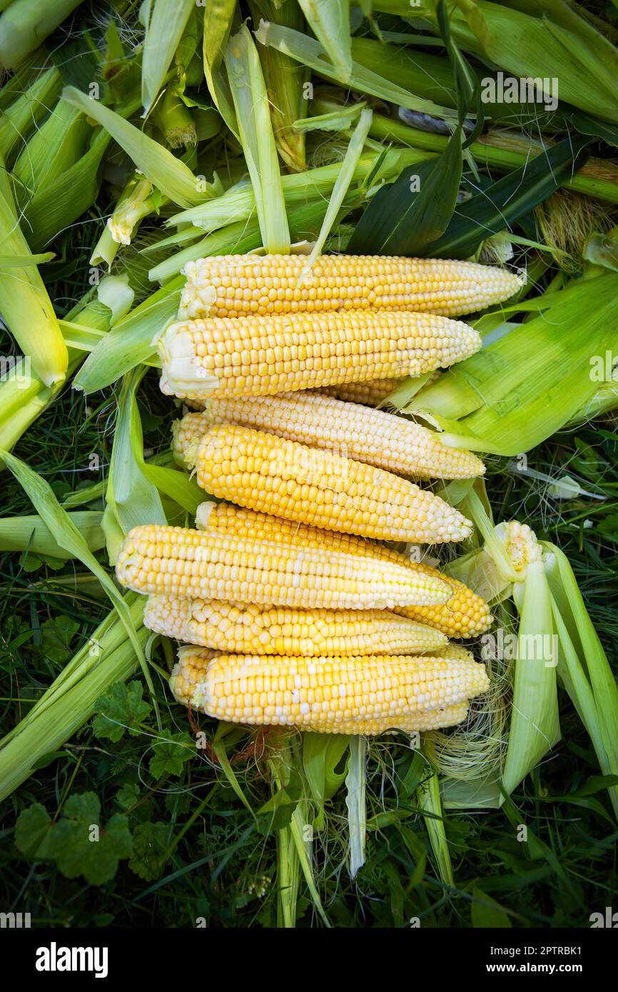 Collecting young corn in summer. Harvesting from the vegetable garden ...