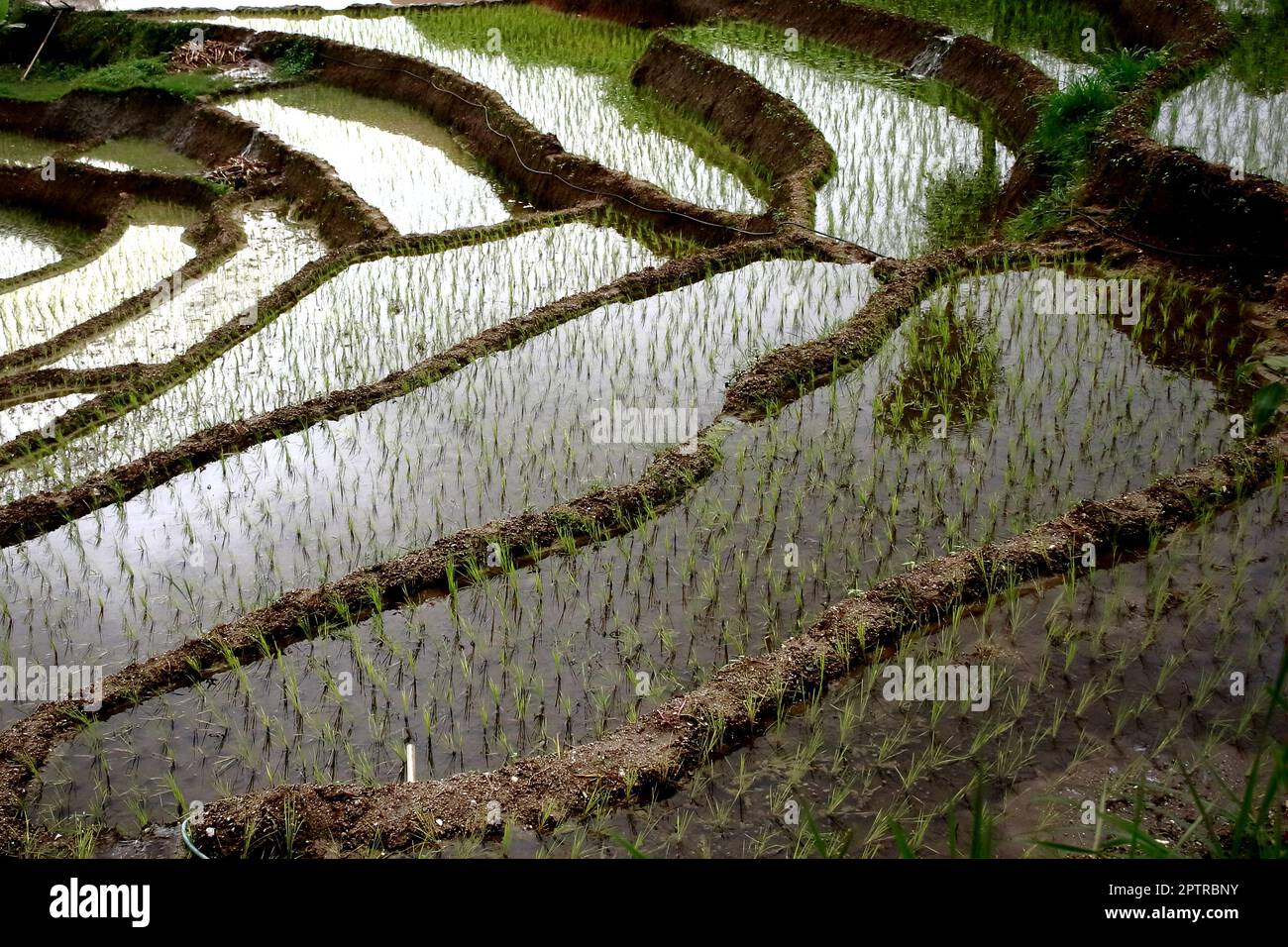 Terraced paddy fields in the Himalayas Stock Photo - Alamy