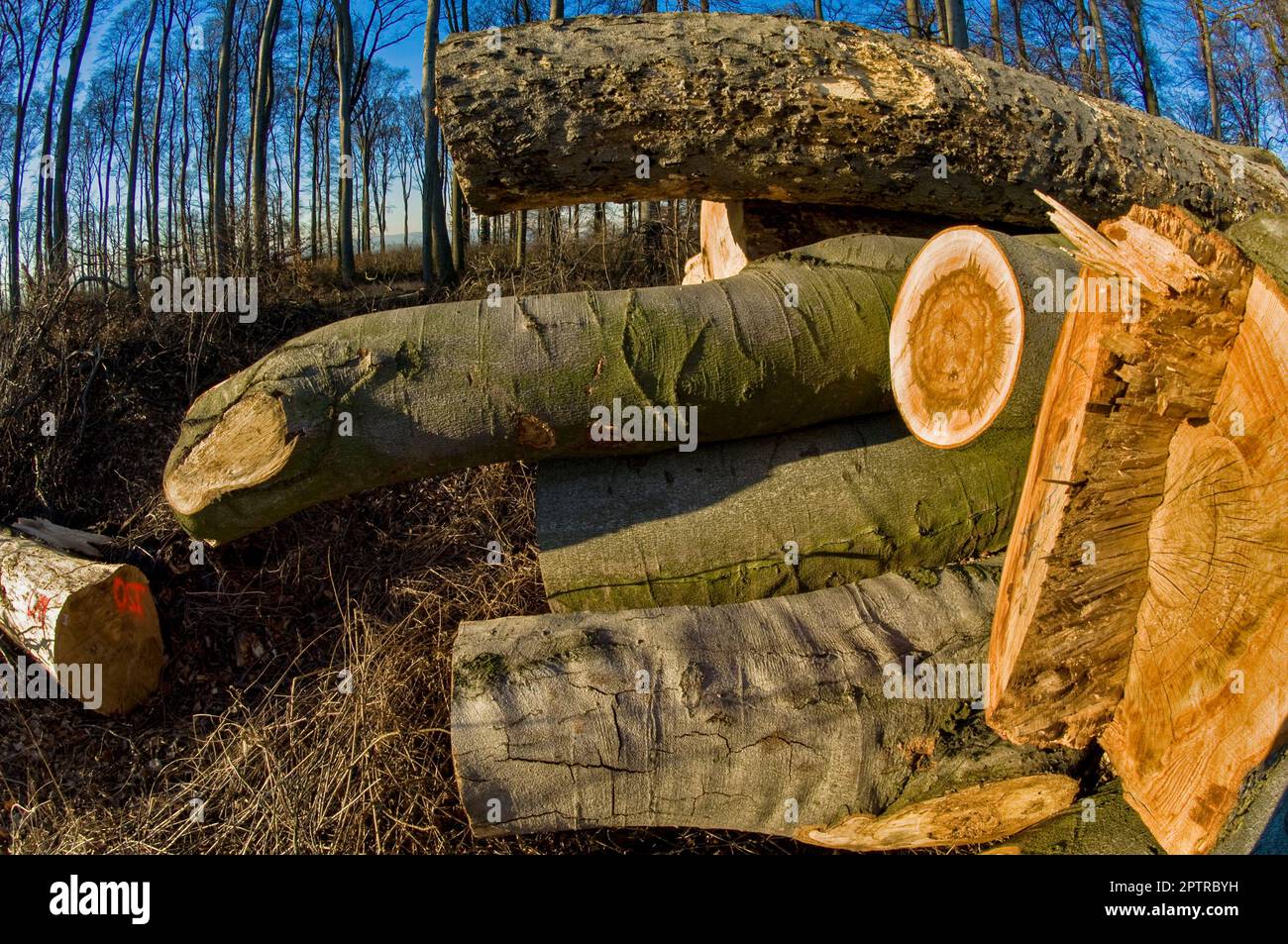 Felled tree trunks waiting for removal in a forest Stock Photo - Alamy
