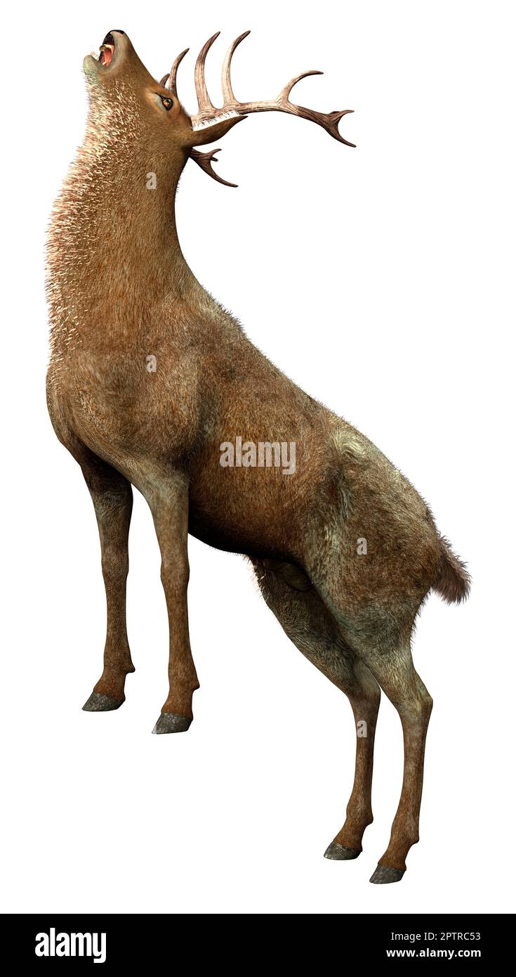 3D rendering of a male deer isolated on white background Stock Photo ...