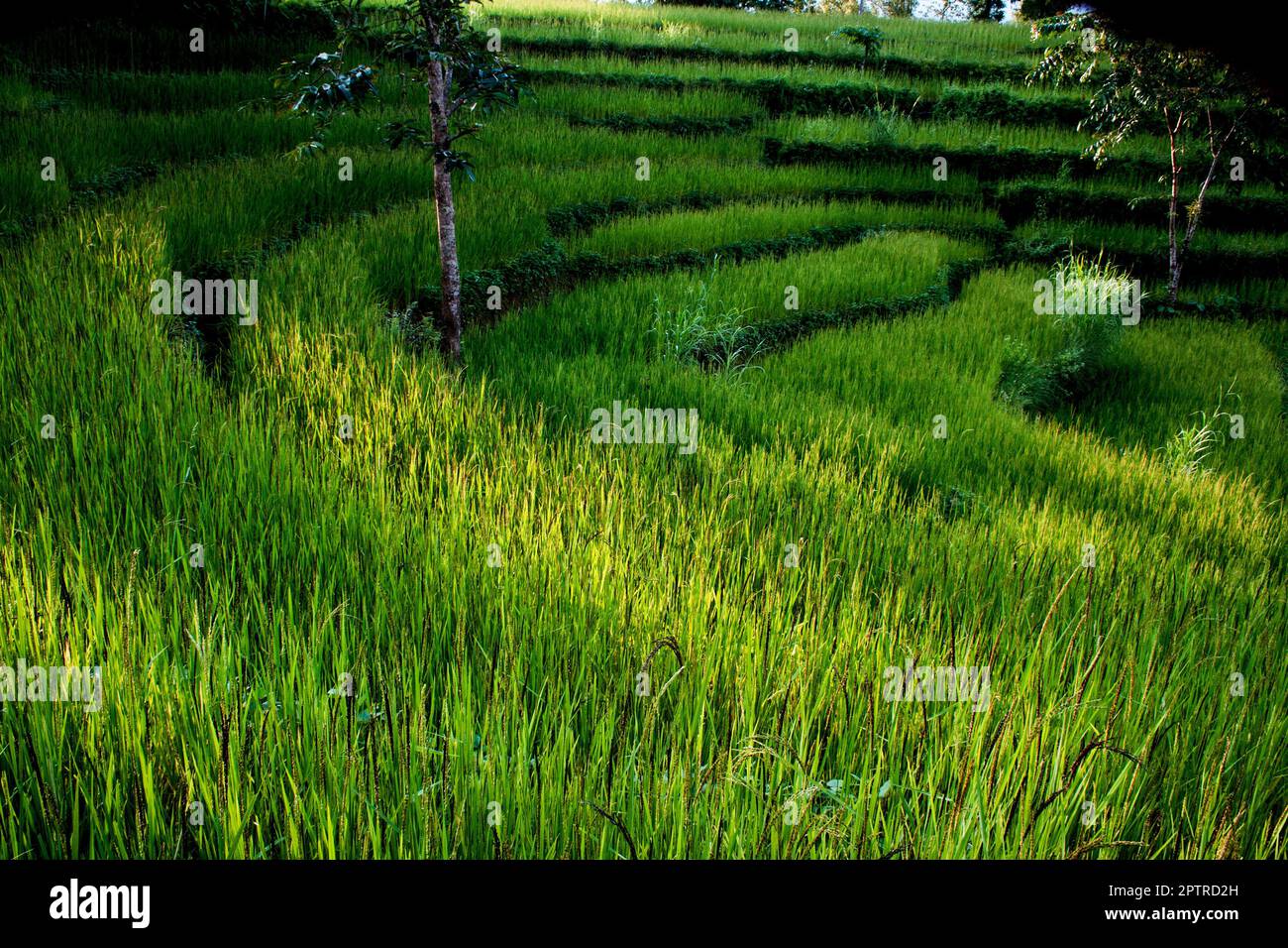 Terraced paddy fields in the Himalayas Stock Photo - Alamy